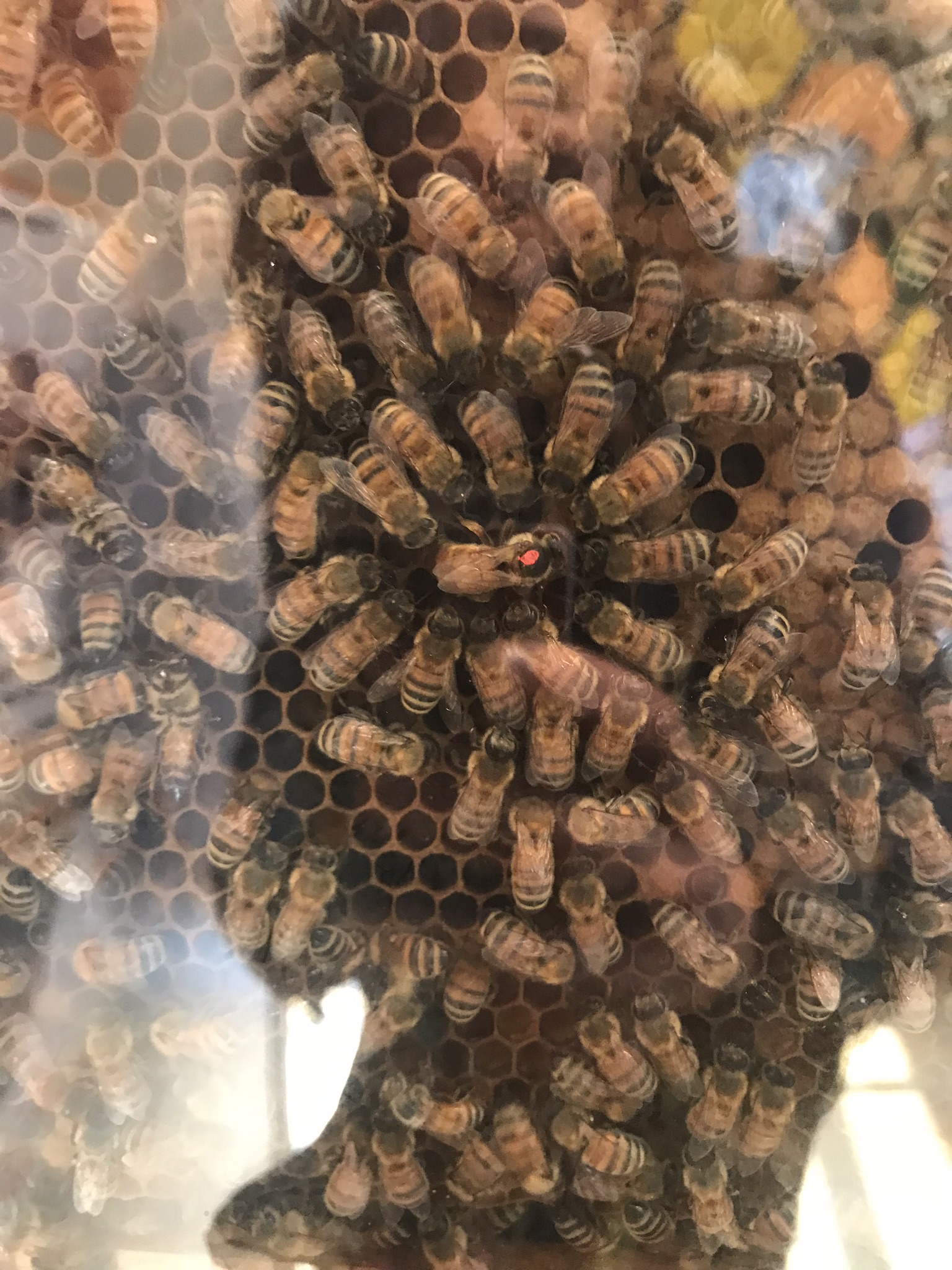 What’s the Buzz? All About Bees | Shenandoah Valley Discovery Museum